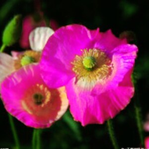 8000 Pink Papaver Rhoeas Seeds Poppy Heirloom Rare Poppies Himalayan ...