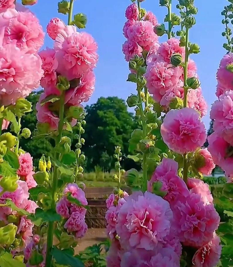 100 Hollyhock Flower Seeds Mix Giant Mallow Double Hollyhock Seeds ...