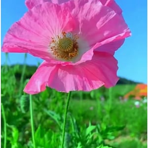 8000 Pink Papaver Rhoeas Seeds Poppy Heirloom Rare Poppies Himalayan ...