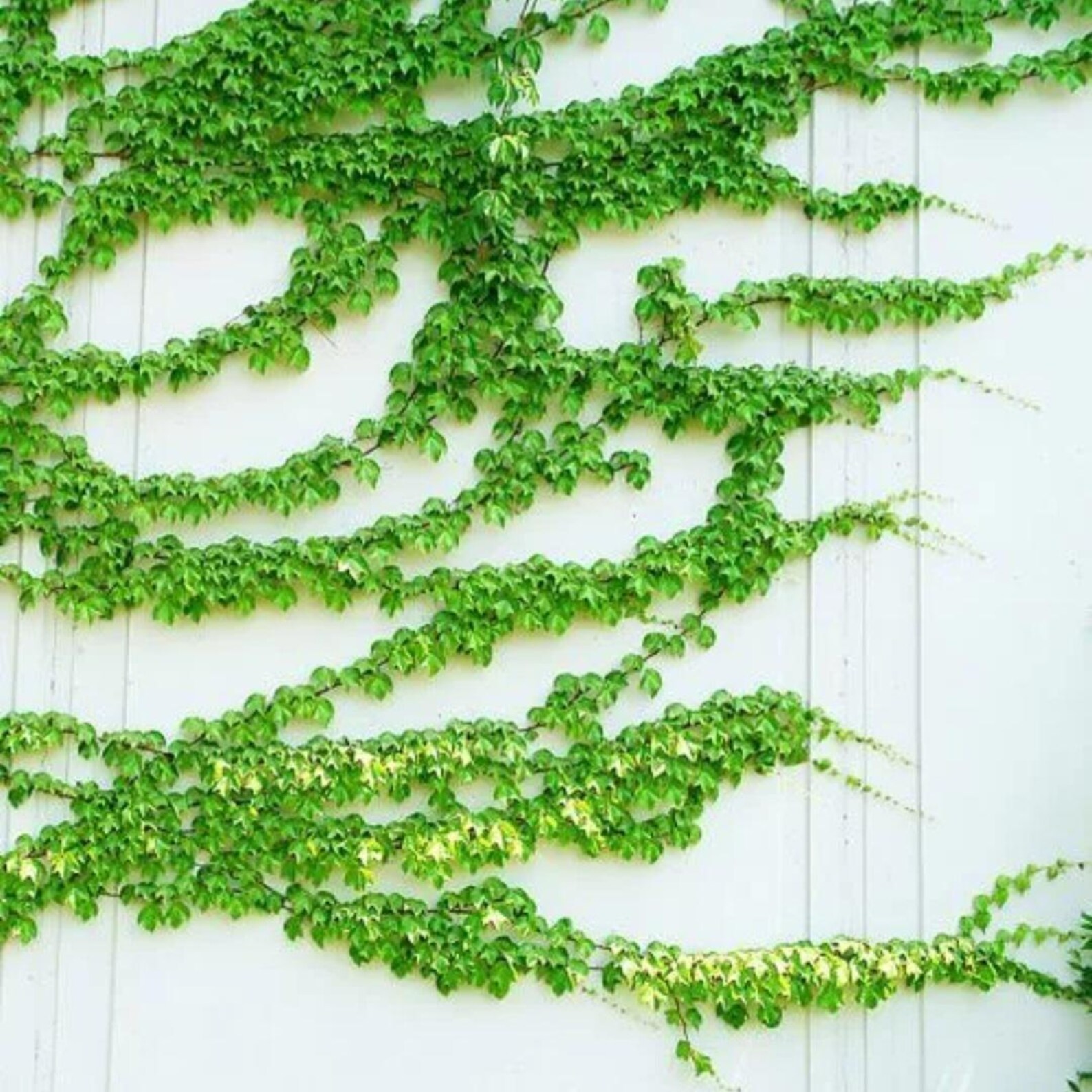 120 Boston Ivy Seeds Japanese Ivy Creeper Climber Mix Rare ...