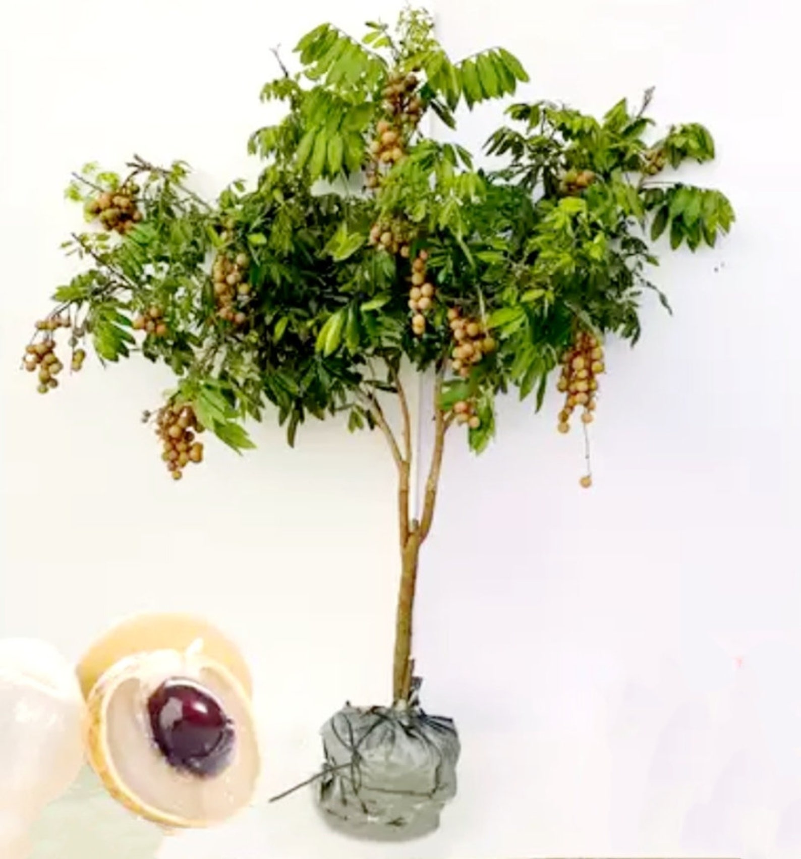 20 Longan Seeds Rare Dwarf Longan Sweet and Juicy Fruit Tree Bonsai - Etsy