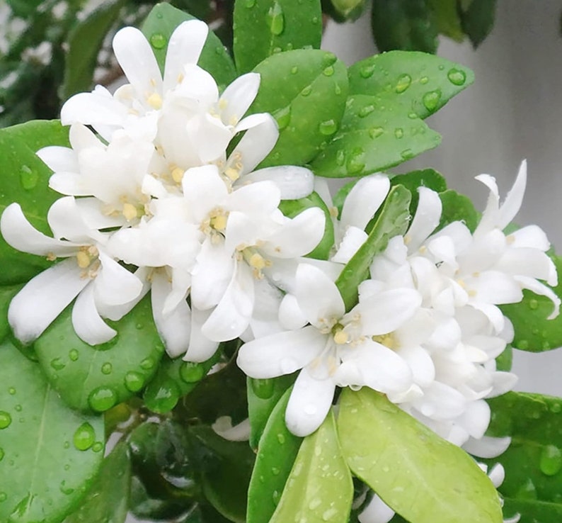 100 Seed Murraya Paniculata Flower Bonsai Extremely Fragrant Orange ...