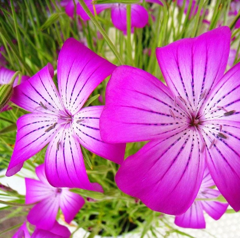 100 Agrostemma Seeds Ocean Pearls Rose Corncockle Agrostemma Githago ...