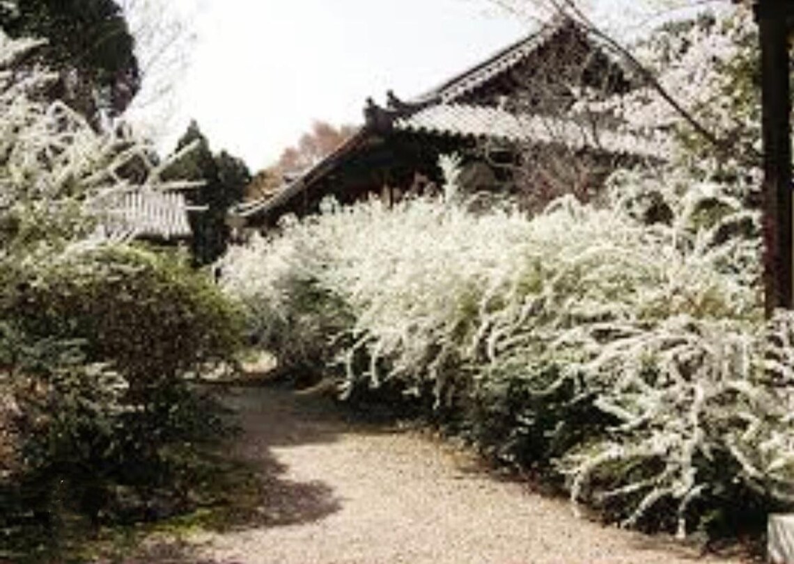 250 Spiraea Thun Seeds for Planting-mellow White Bridal Wreath Spirea ...