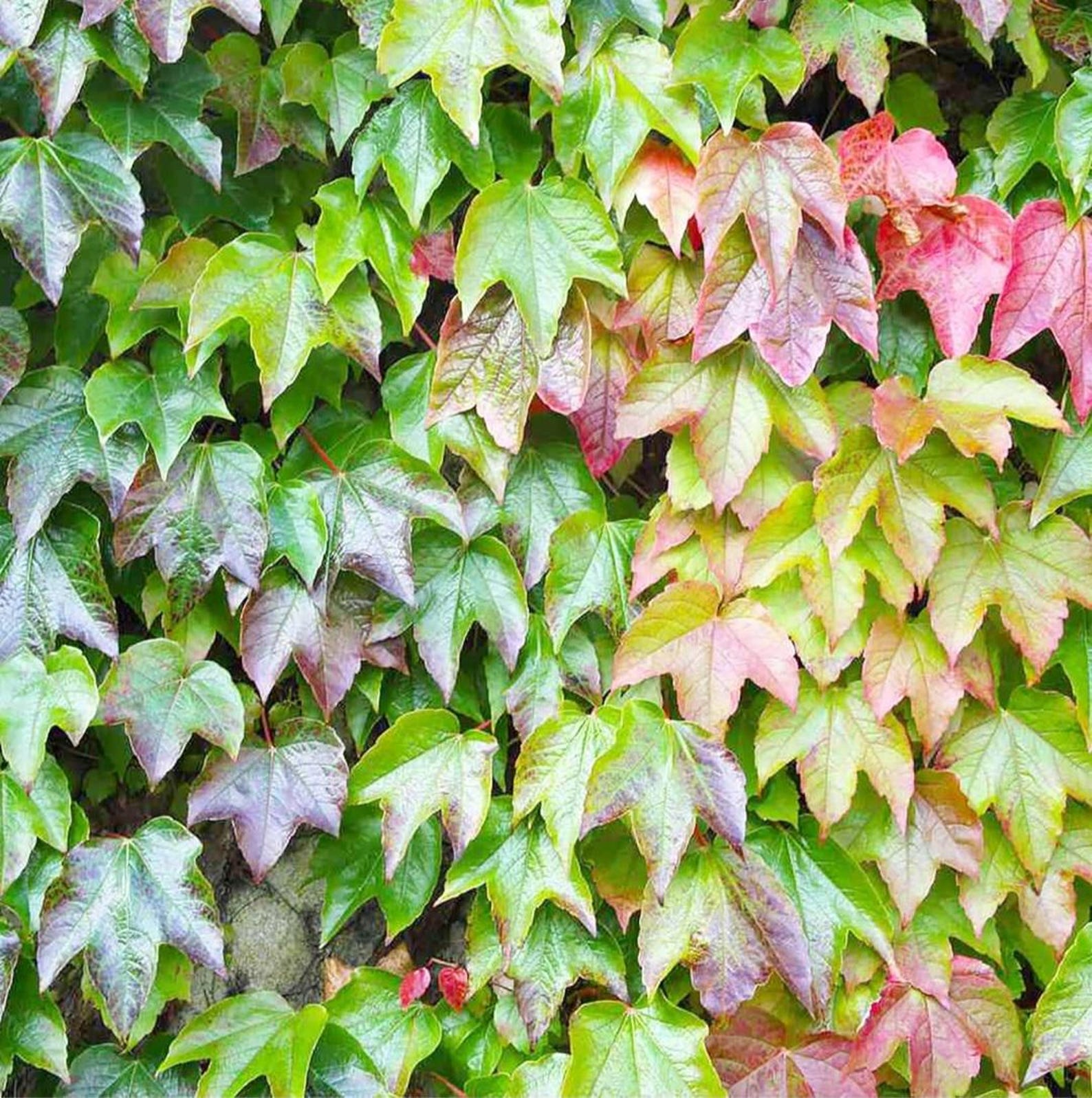 120 Boston Ivy Seeds Japanese Ivy Creeper Climber Mix Rare ...