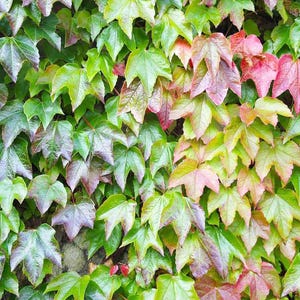 120 Boston Ivy Seeds Japanese Ivy Creeper Climber Mix Rare ...