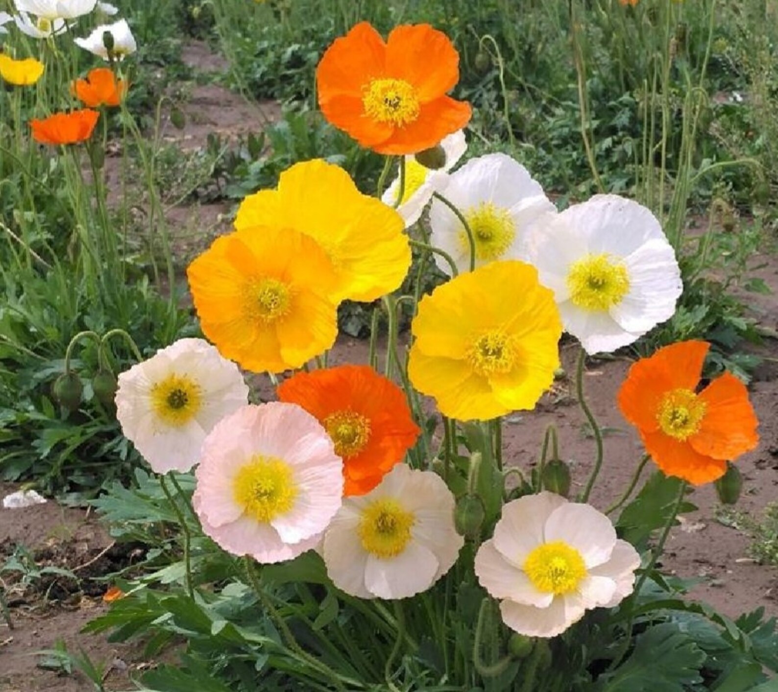 8000 Mix-colors Papaver Rhoeas Seeds Poppy Heirloom Rare Poppies ...