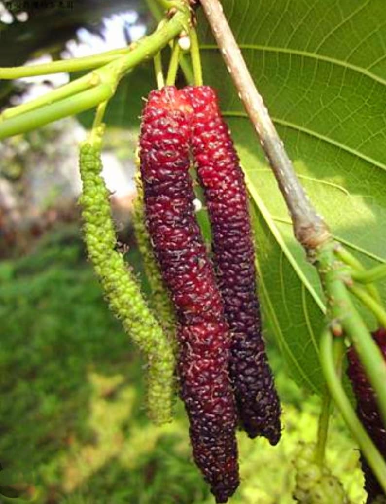 200 Pakistan Mulberry Fruit Tree Seeds Popular Variety Rare Morus Dense ...