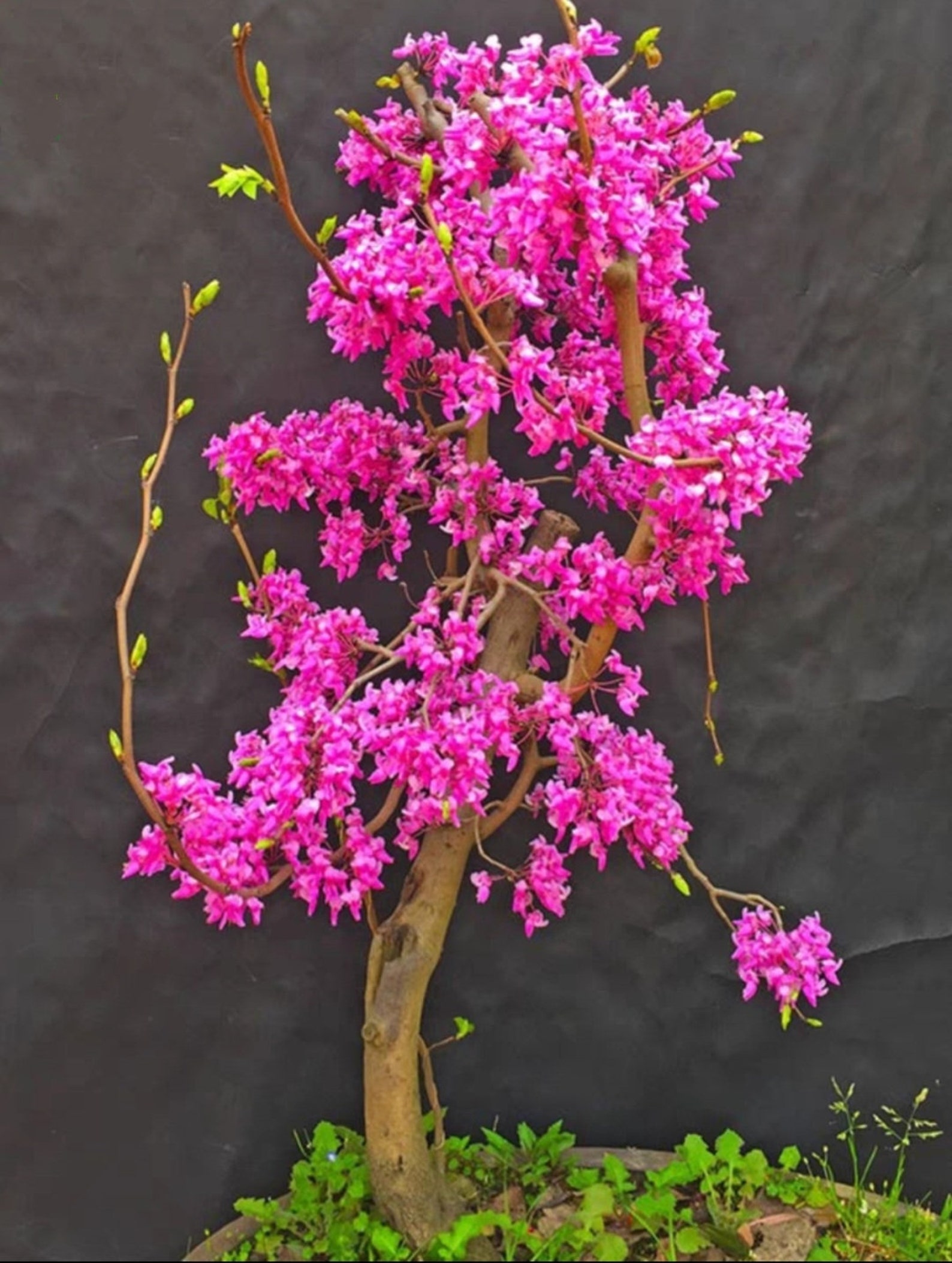 50 Chinese Redbud Tree Seeds Shrub Cercis 0r Bonsai Pink Purple Flower ...