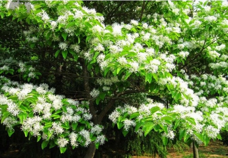 35 Fringe Tree Seeds Chionanthus Virginicus Rare Variety White ...