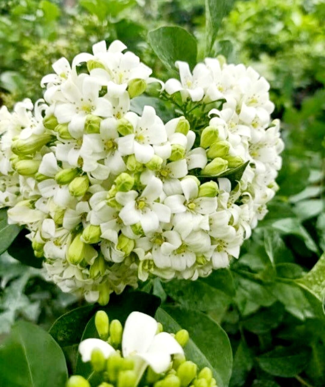 100 Seed Murraya Paniculata Flower Bonsai Extremely Fragrant Orange ...