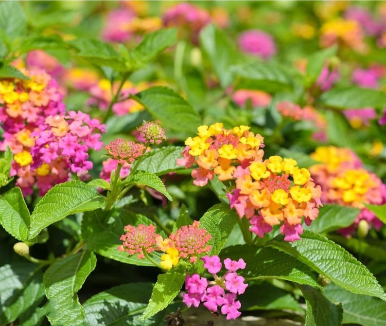 120 Lantana Camara Seeds Natural Mosquito Mix Colors Shrub - Etsy