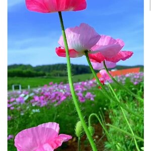 8000 Pink Papaver Rhoeas Seeds Poppy Heirloom Rare Poppies Himalayan ...