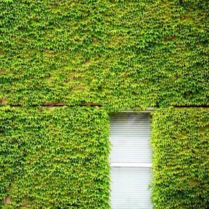 120 Boston Ivy Seeds Japanese Ivy Creeper Climber Mix Rare ...