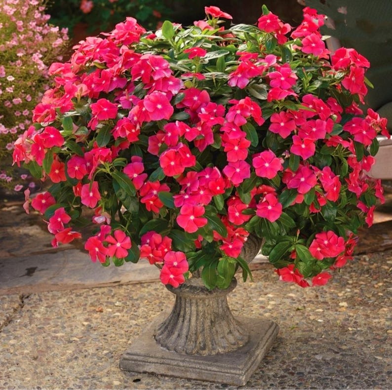 1200 Periwinkle Seeds Cora Cascade Mix Color Perennial Flowers ...