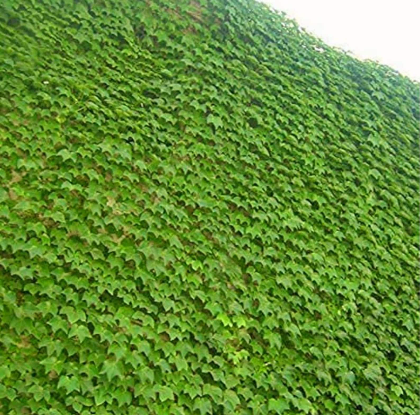 120 Boston Ivy Seeds Japanese Ivy Creeper Climber Mix Rare ...