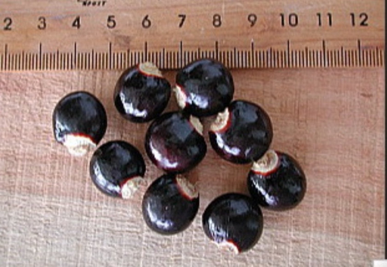 20 Longan Seeds Rare Dwarf Longan Sweet and Juicy Fruit Tree Bonsai - Etsy