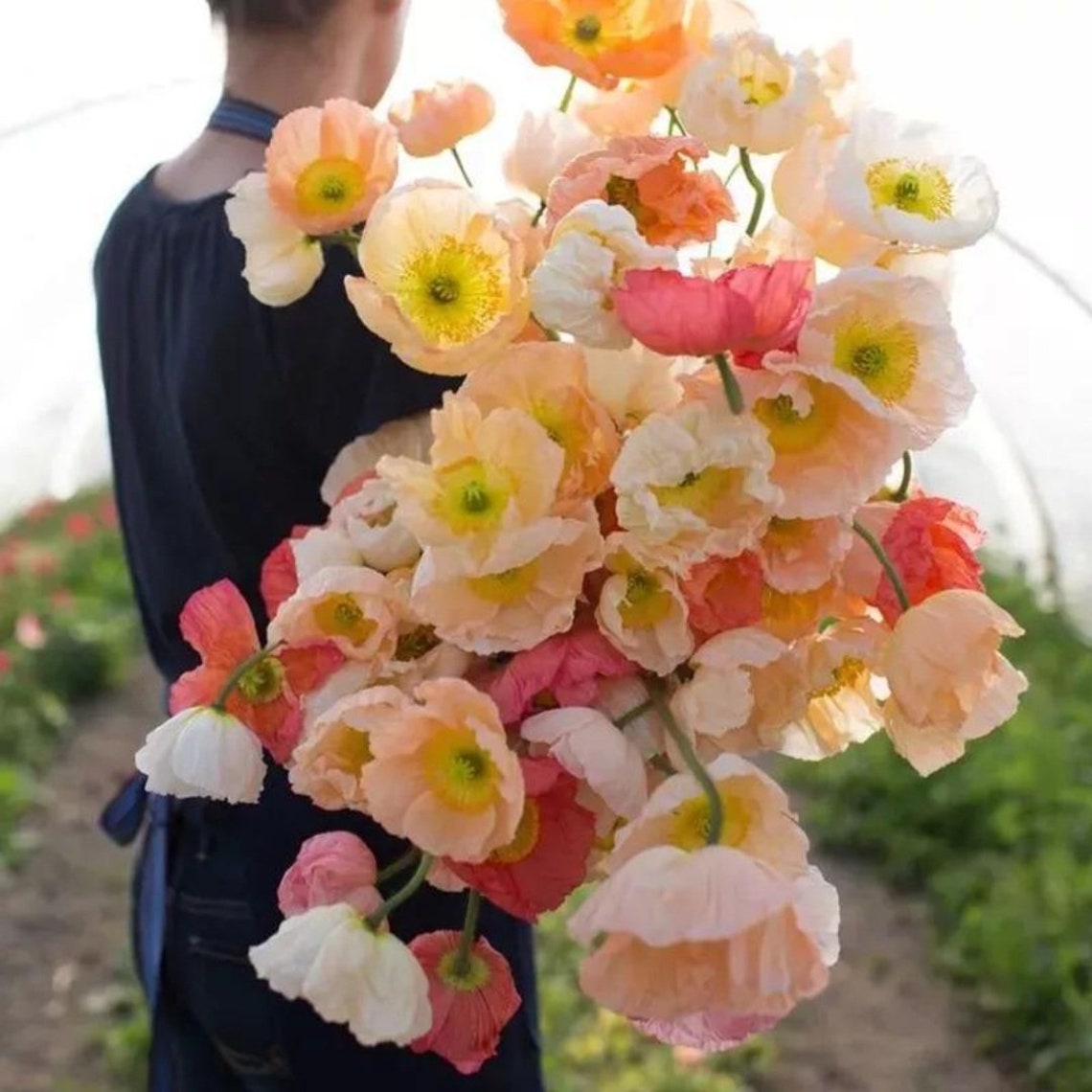 8000 Mix-colors Papaver Rhoeas Seeds Poppy Heirloom Rare Poppies ...