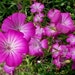 100 Agrostemma Seeds Ocean Pearls Rose Corncockle Agrostemma Githago ...