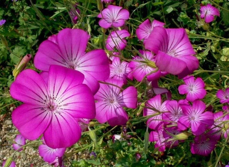 100 Agrostemma Seeds Ocean Pearls Rose Corncockle Agrostemma Githago ...