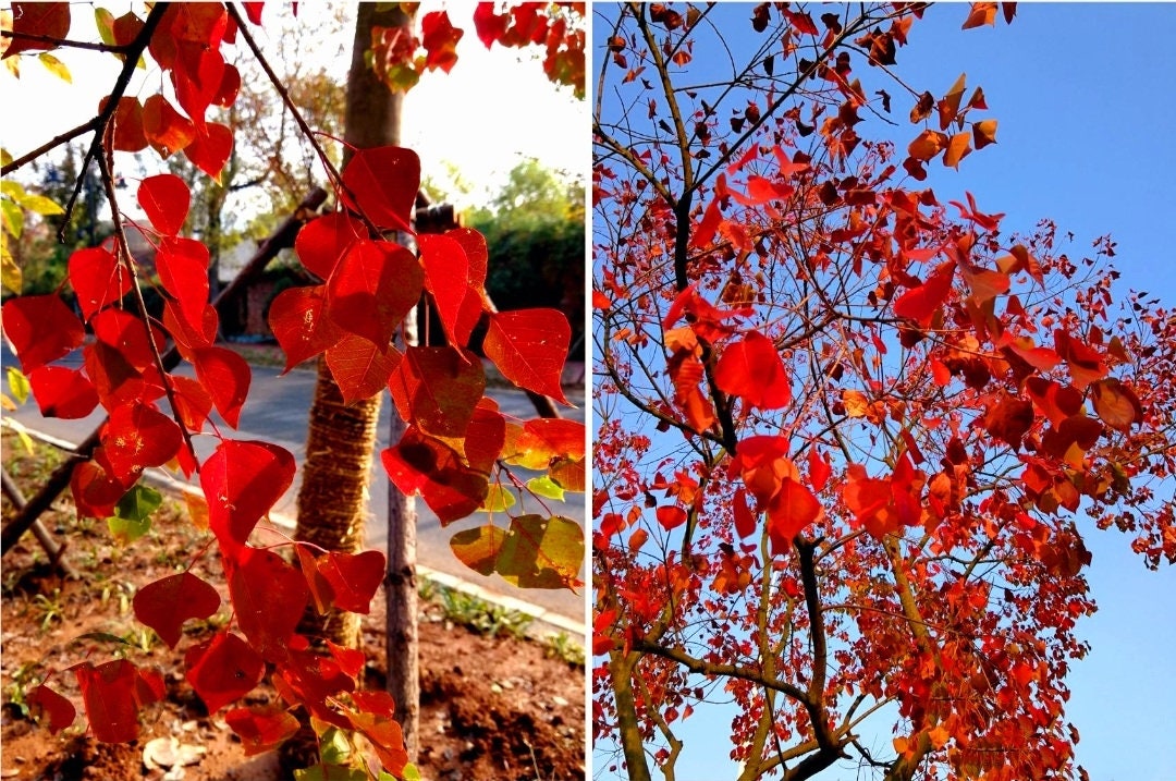 30 Chinese Tallow Tree Seeds: Triadica Sebifera, Fall Colors - Etsy