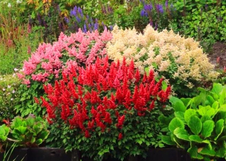 1000 Mix Astilbe Flower Seeds: Perennial Shade Garden Blooms - Etsy