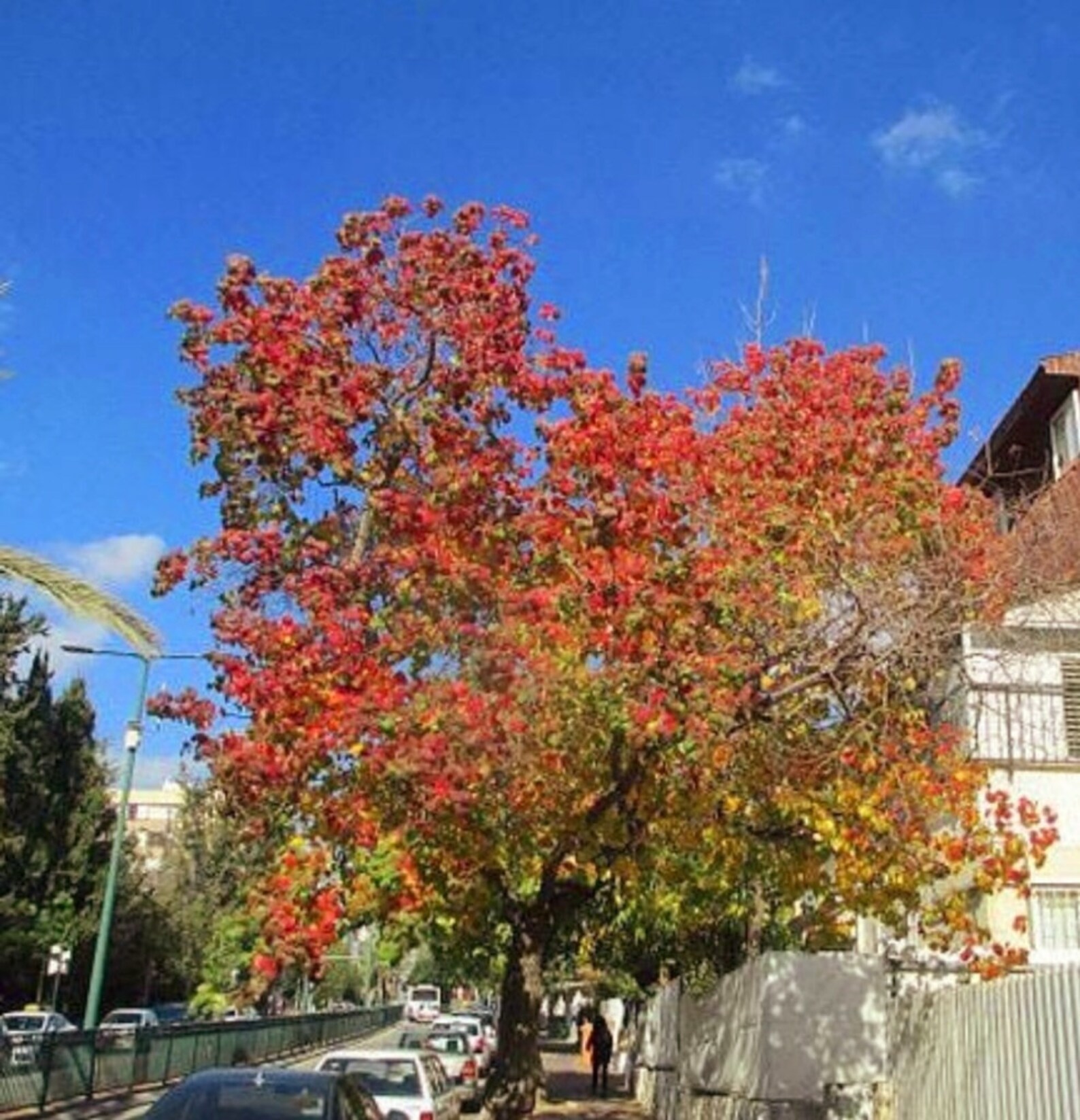 30 Chinese Tallow Tree Seeds: Triadica Sebifera, Fall Colors - Etsy