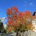 30 Chinese Tallow Tree Seeds: Triadica Sebifera, Fall Colors - Etsy