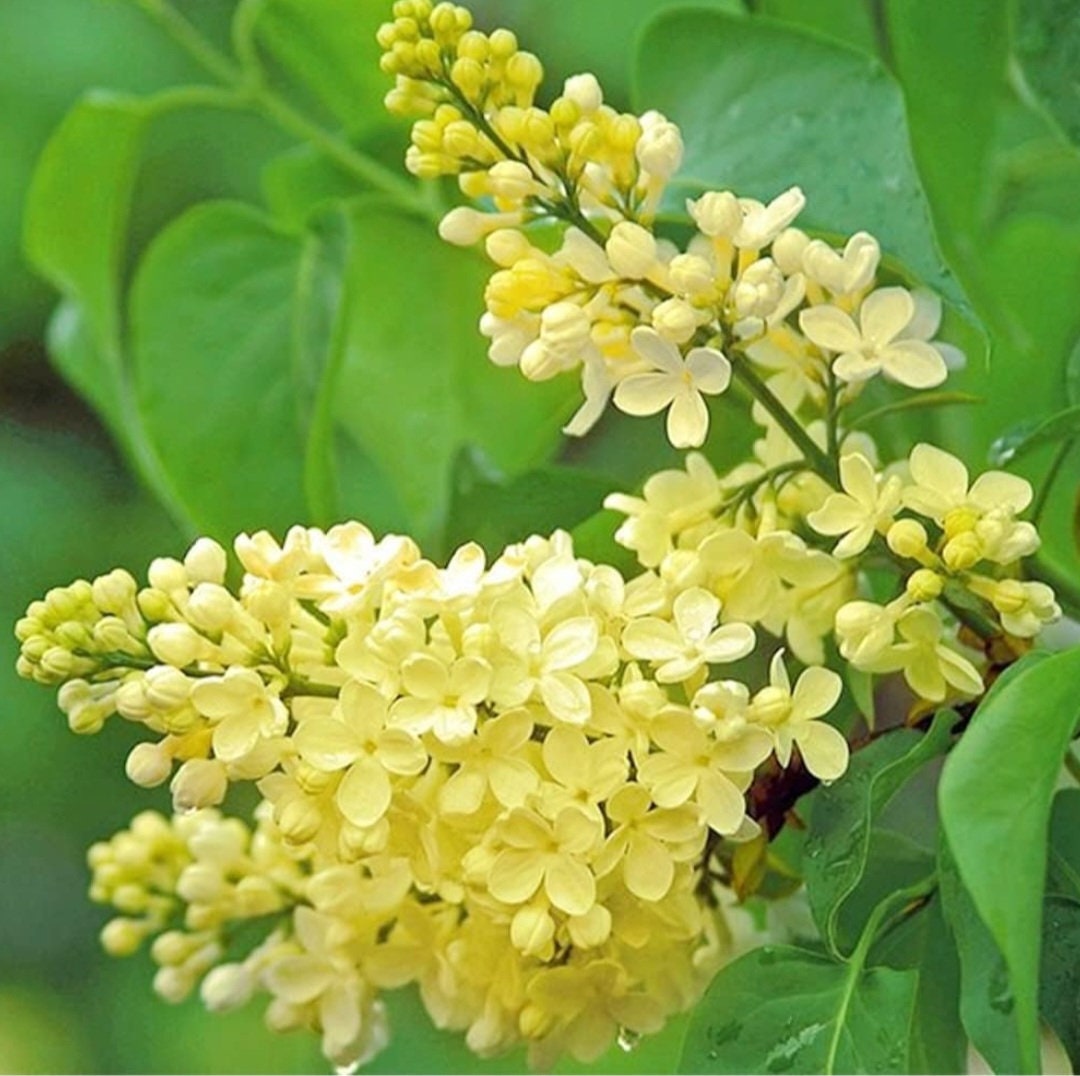 50 Yellow Lilac Seeds Fragrant Flower Shrub Bush Japanese Tree Lilac ...