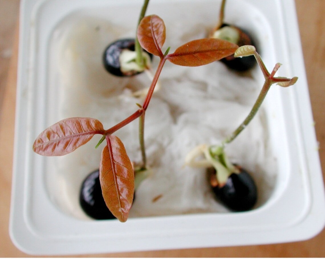 20 Longan Seeds Rare Dwarf Longan Sweet and Juicy Fruit Tree Bonsai - Etsy