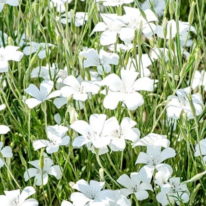 100 Agrostemma Seeds Ocean Pearls Rose Corncockle Agrostemma Githago ...