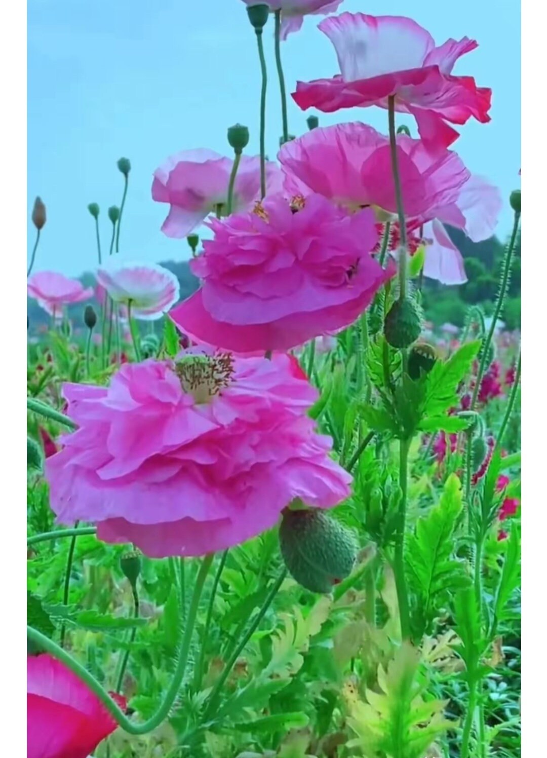 8000 Pink Papaver Rhoeas Seeds Poppy Heirloom Rare Poppies Himalayan ...
