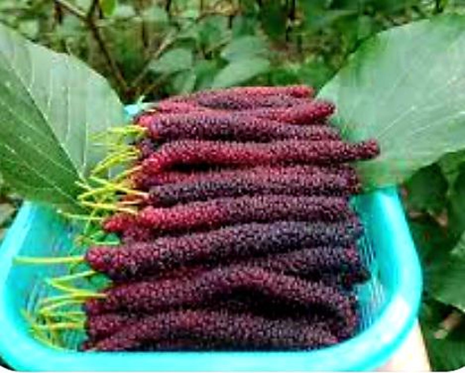 200 Pakistan Mulberry Fruit Tree Seeds Popular Variety Rare Morus Dense ...