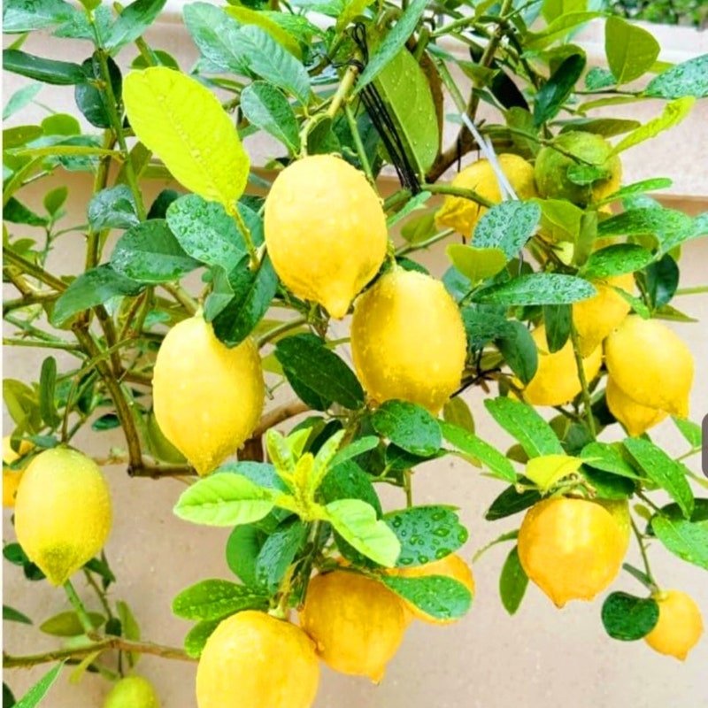 Dwarf Meyer Lemon Tree - Etsy