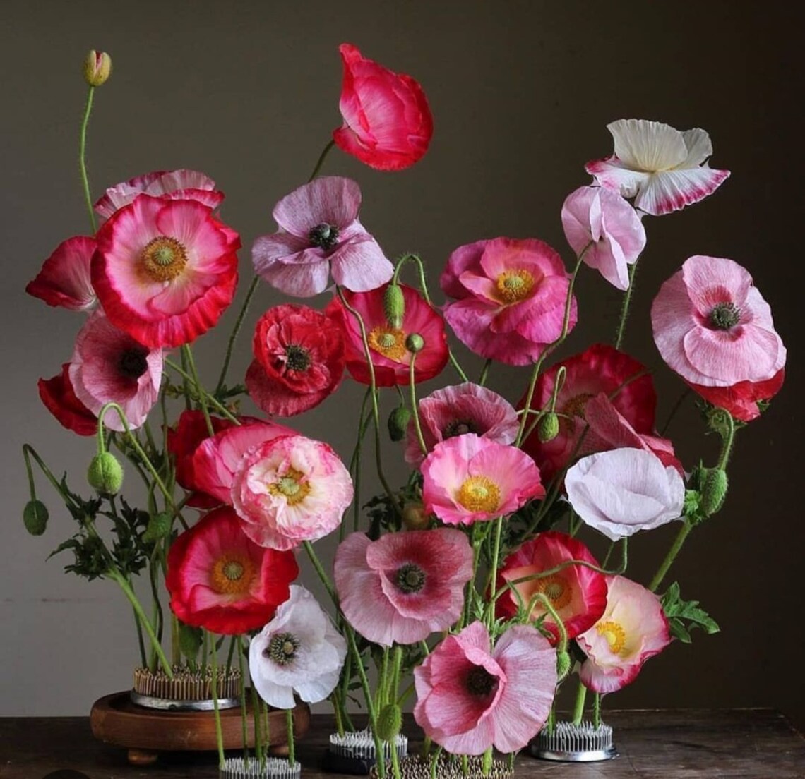 8000 Mix-colors Papaver Rhoeas Seeds Poppy Heirloom Rare Poppies ...