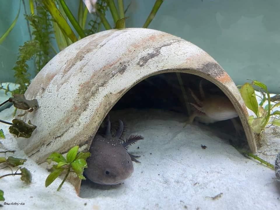 Axolotl Cave Clay Igloo Cave With Large Archway 25 Cm Ø - Etsy