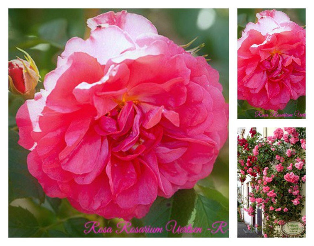 Rose Rosarium Uetersen R im großen XL 10 Liter Topf gewachsen eine ...