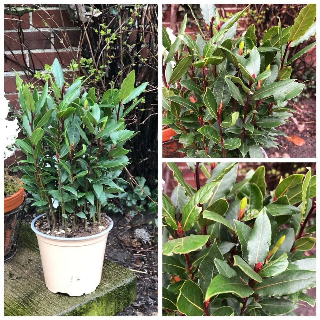 Real Laurel Spice Laurel From Controlled Cultivation Cooking is Fun ...