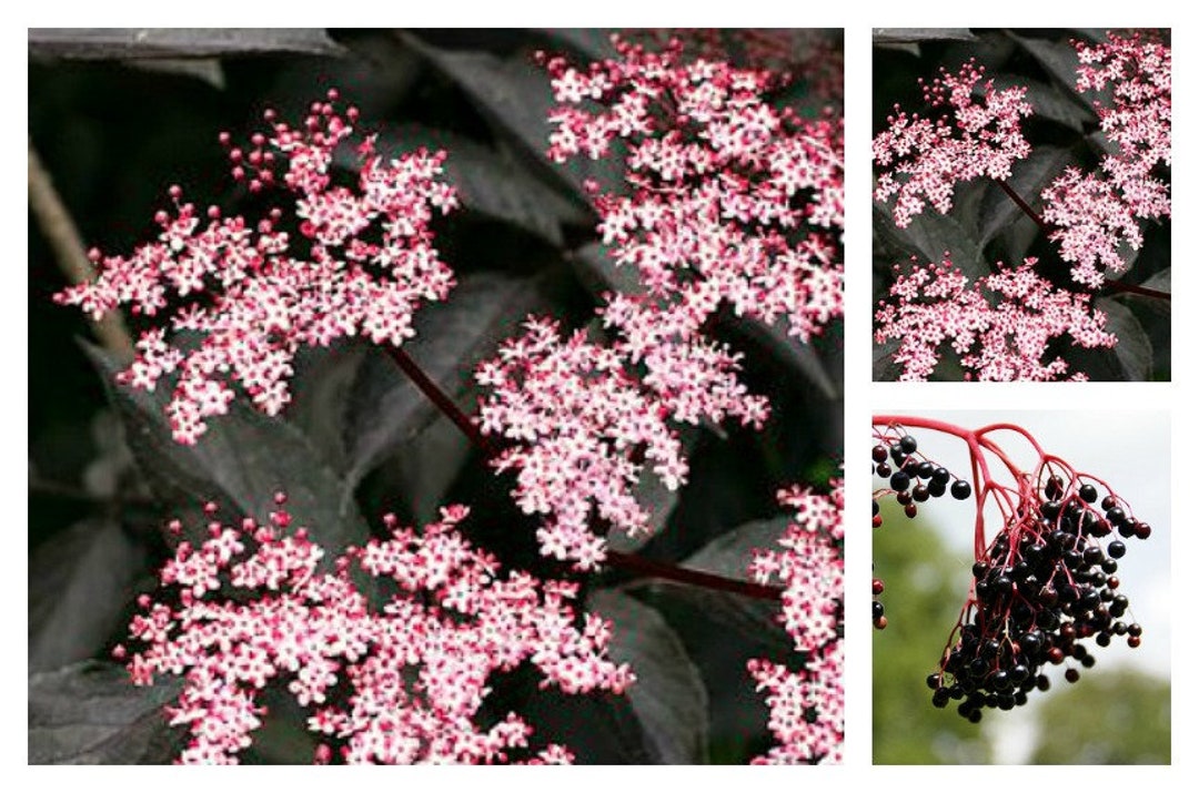 Holunder Black Beauty -R 40/60 starke im Großen Topf~ Rosa Blüte auf ...