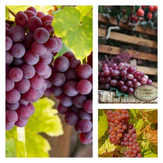 Vanessa Seedless Grapes