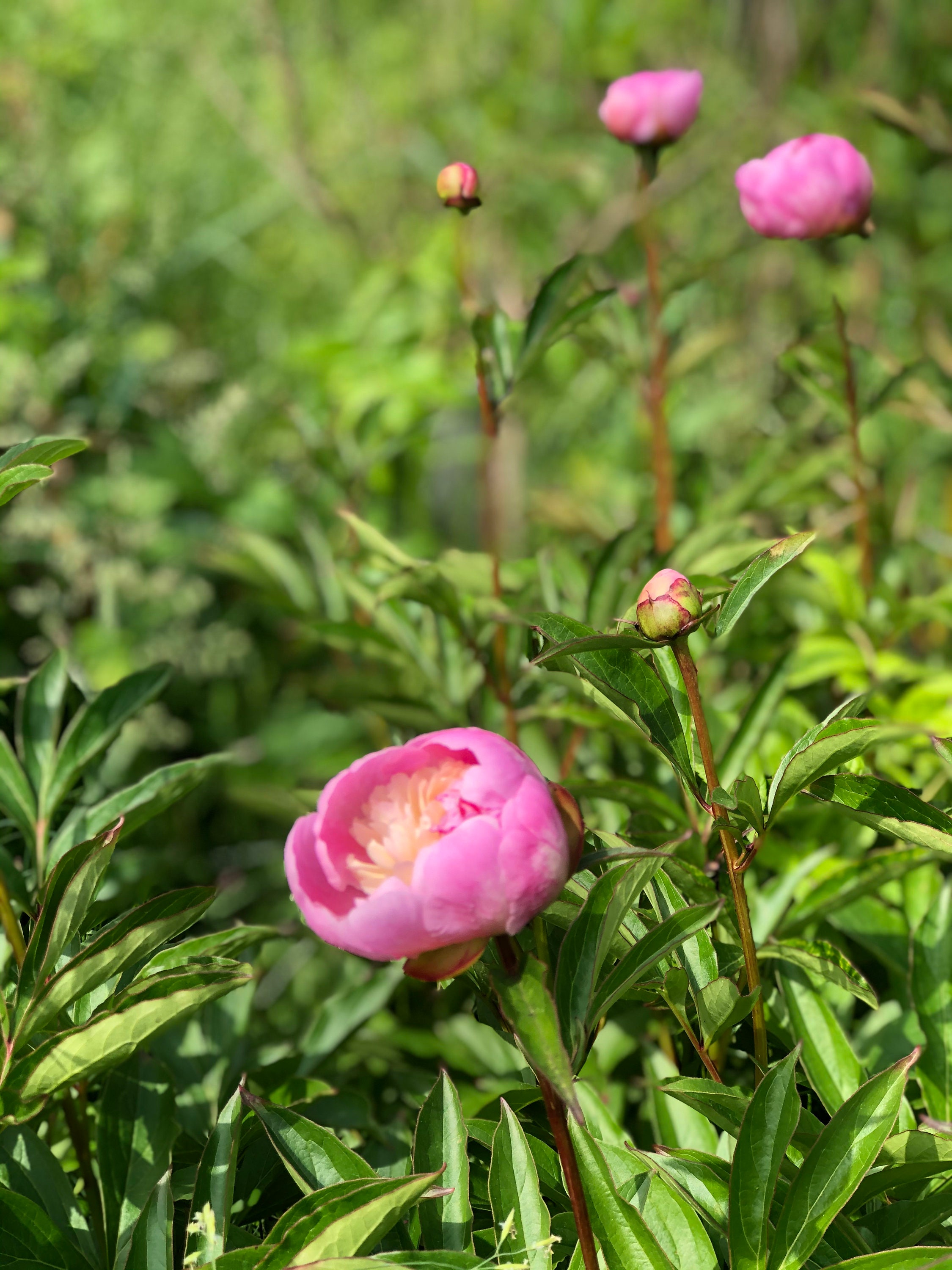 Angebot KW 23 Paeonie Bauernrosen C3 Topf in Sorten | Etsy