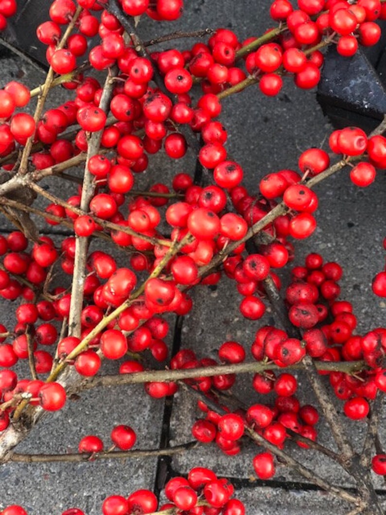 Ilex Zweige rot kurz Winterdeko schöner Farbtupfer - Etsy.de