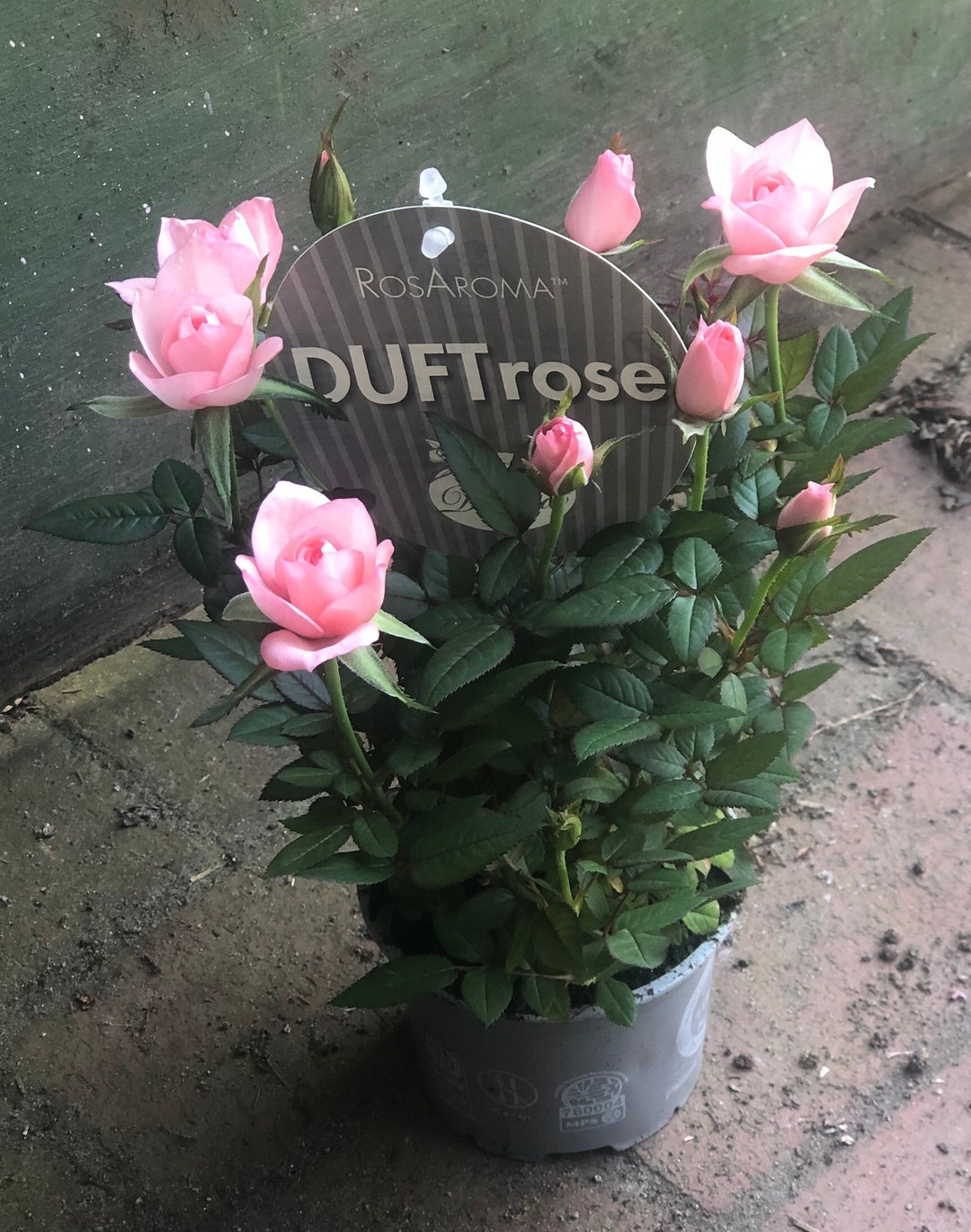 DUFTROSE ROSAROMA ROSA Deko für Tisch und Kübel - Etsy.de