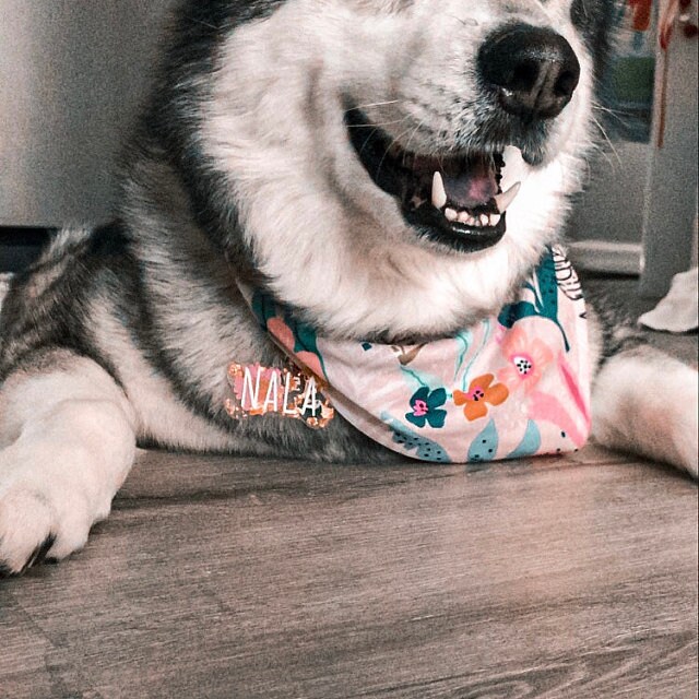 Flower Gold Flakes Clear Dog Tag Small and Large Floral | Etsy