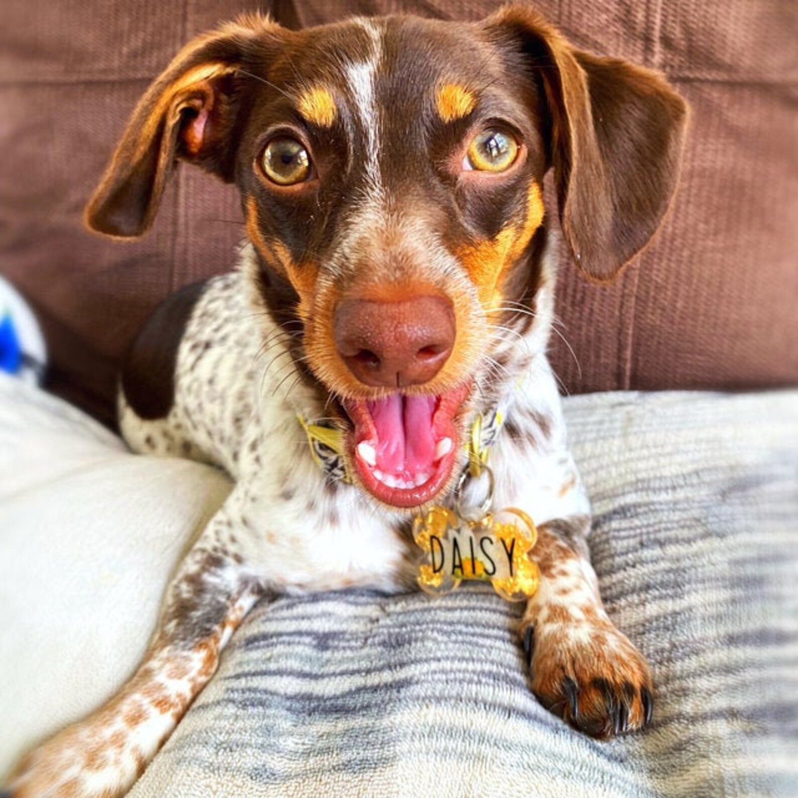 Flower Gold Flakes Clear Dog Tag Small and Large Floral - Etsy