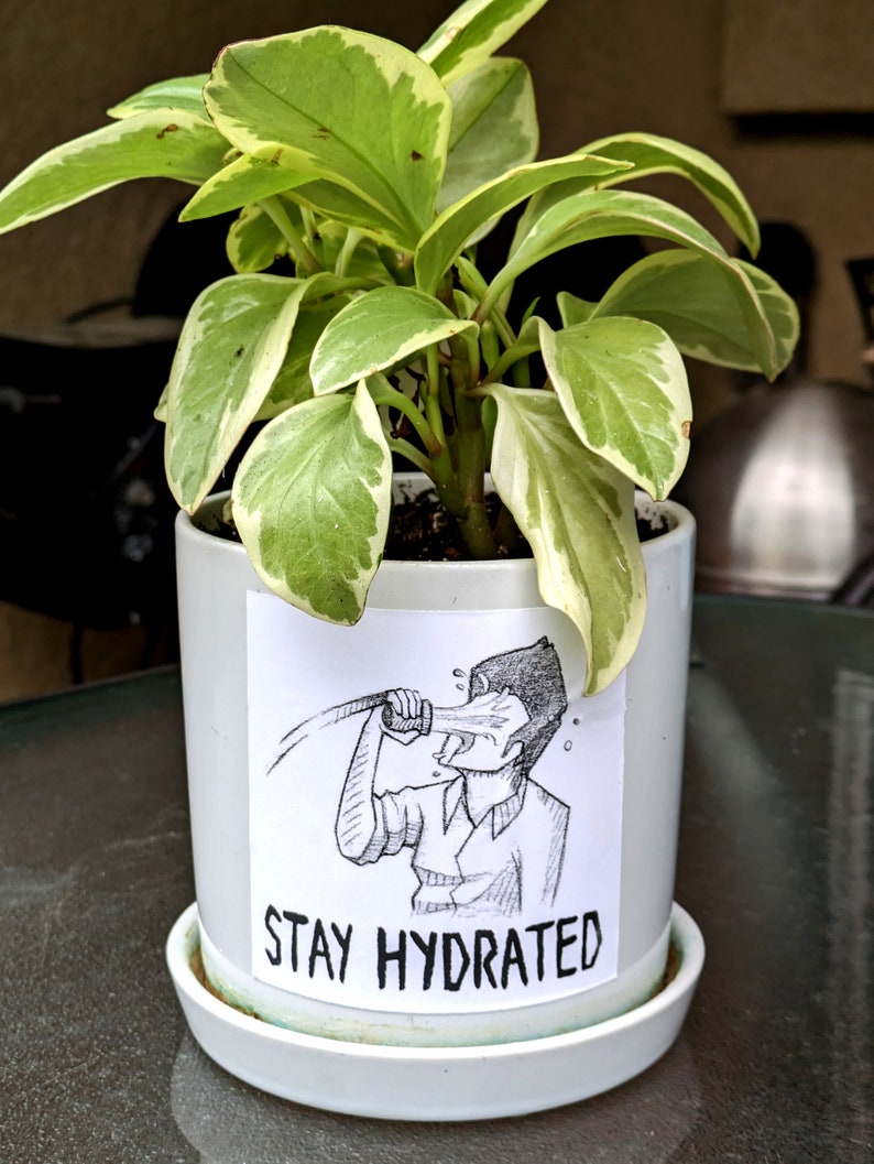 STAY HYDRATED Sticker - Etsy