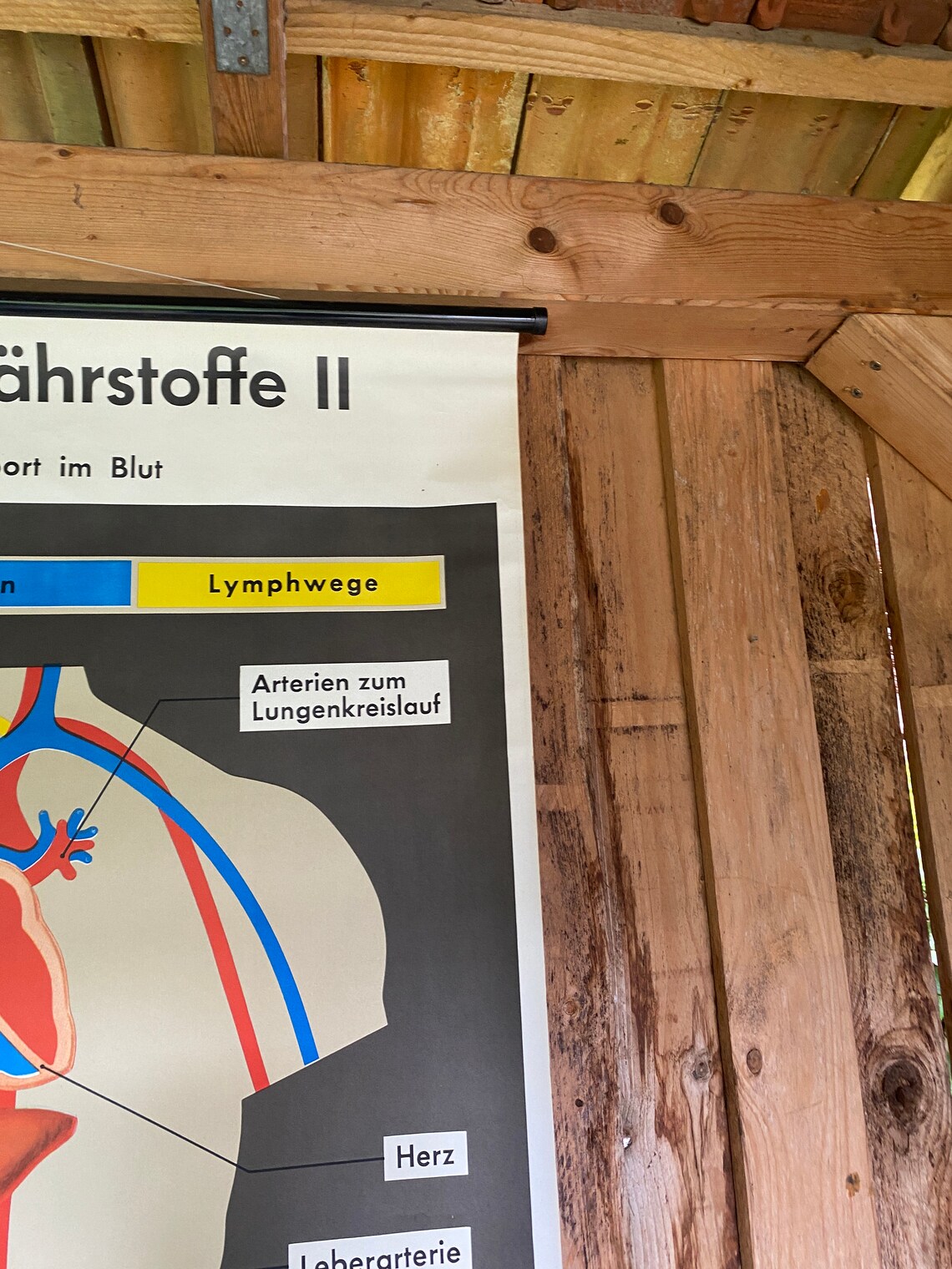 School Wall Map Wall Map Path of Nutrients Digestion II | Etsy