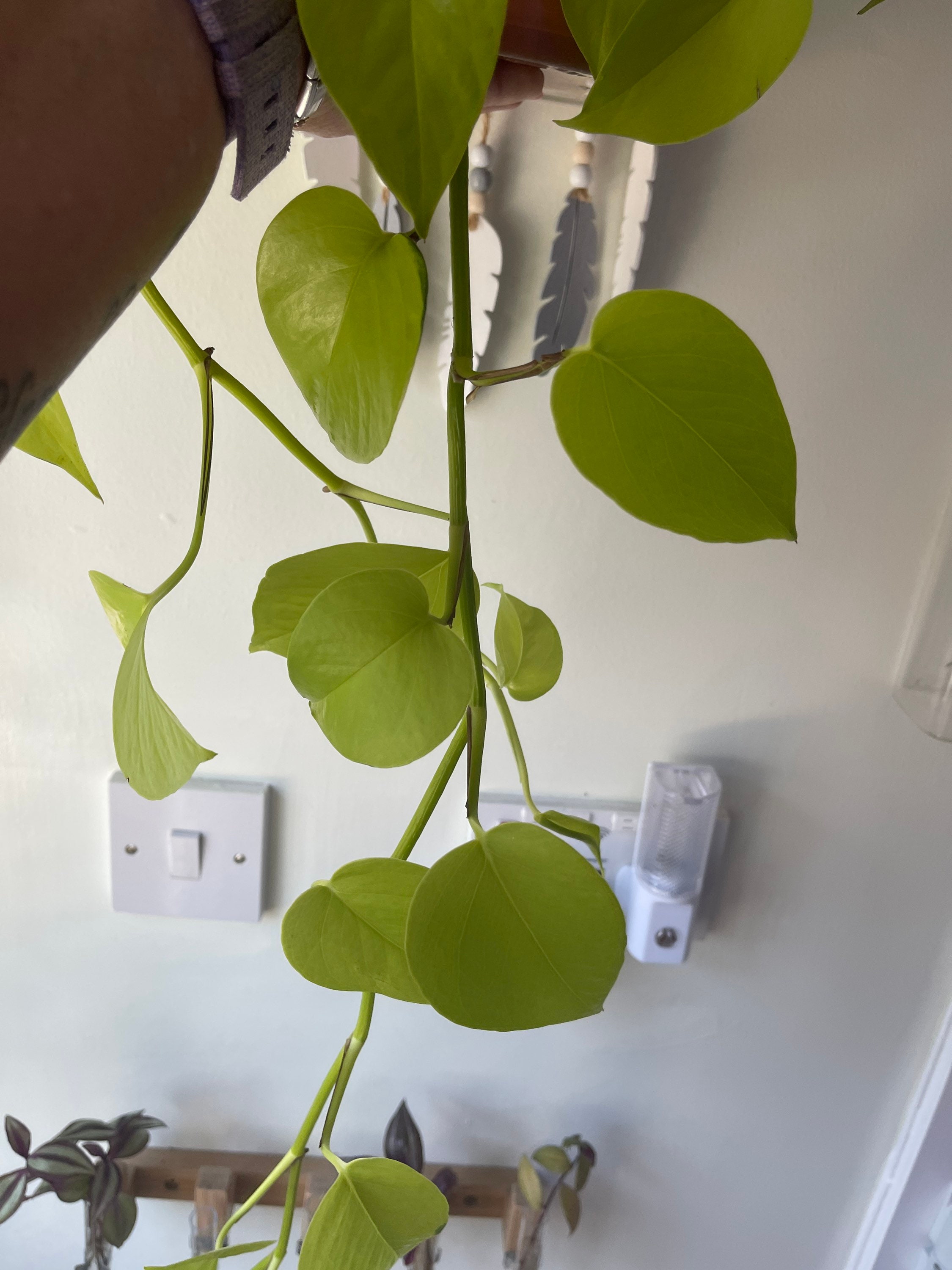 Pothos Lemon & Lime Cutting - Etsy Norway