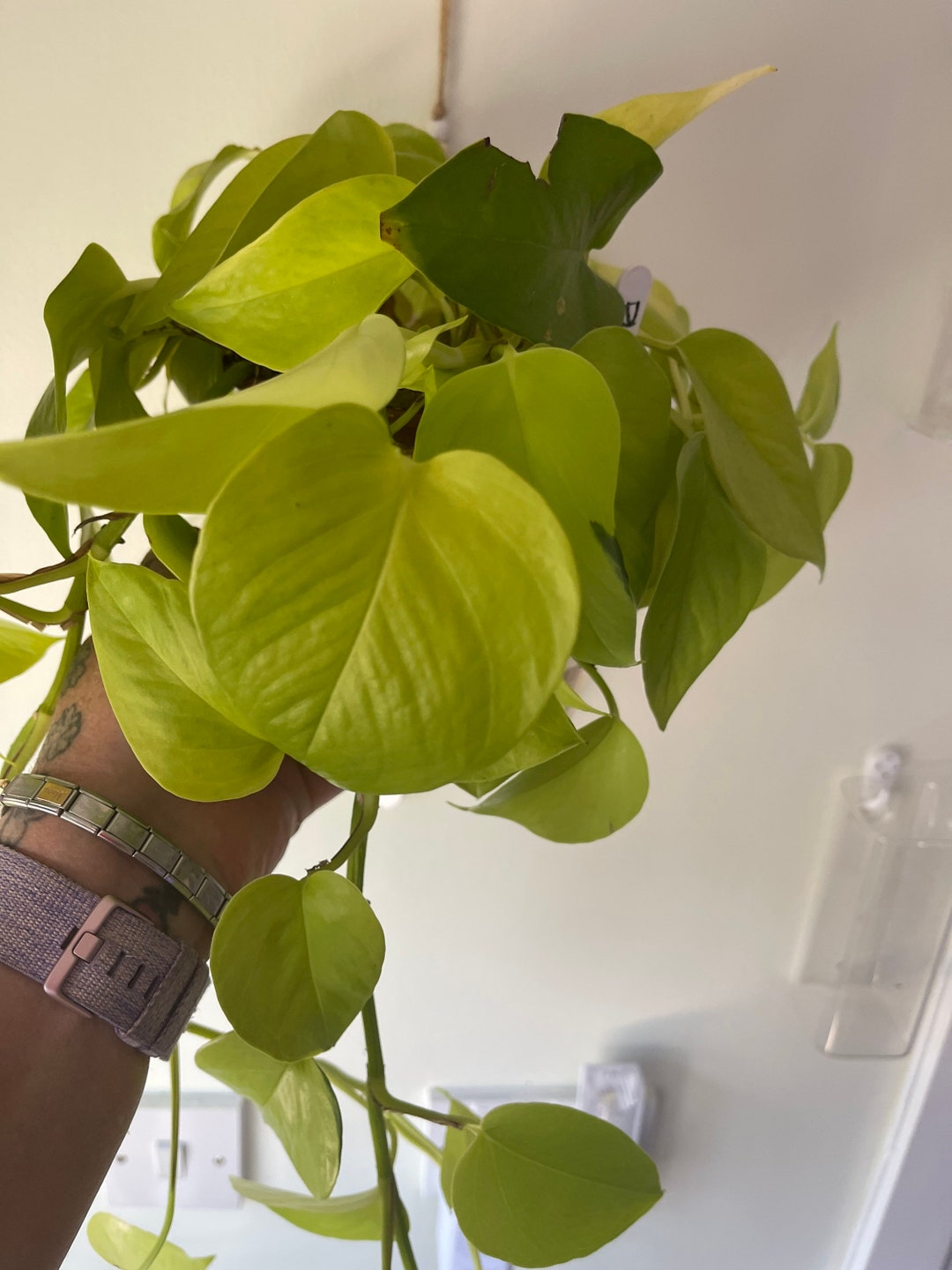 Pothos Lemon & Lime Cutting - Etsy Norway