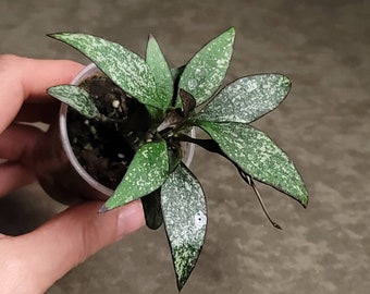 Hoya Parviflora Splash - Etsy